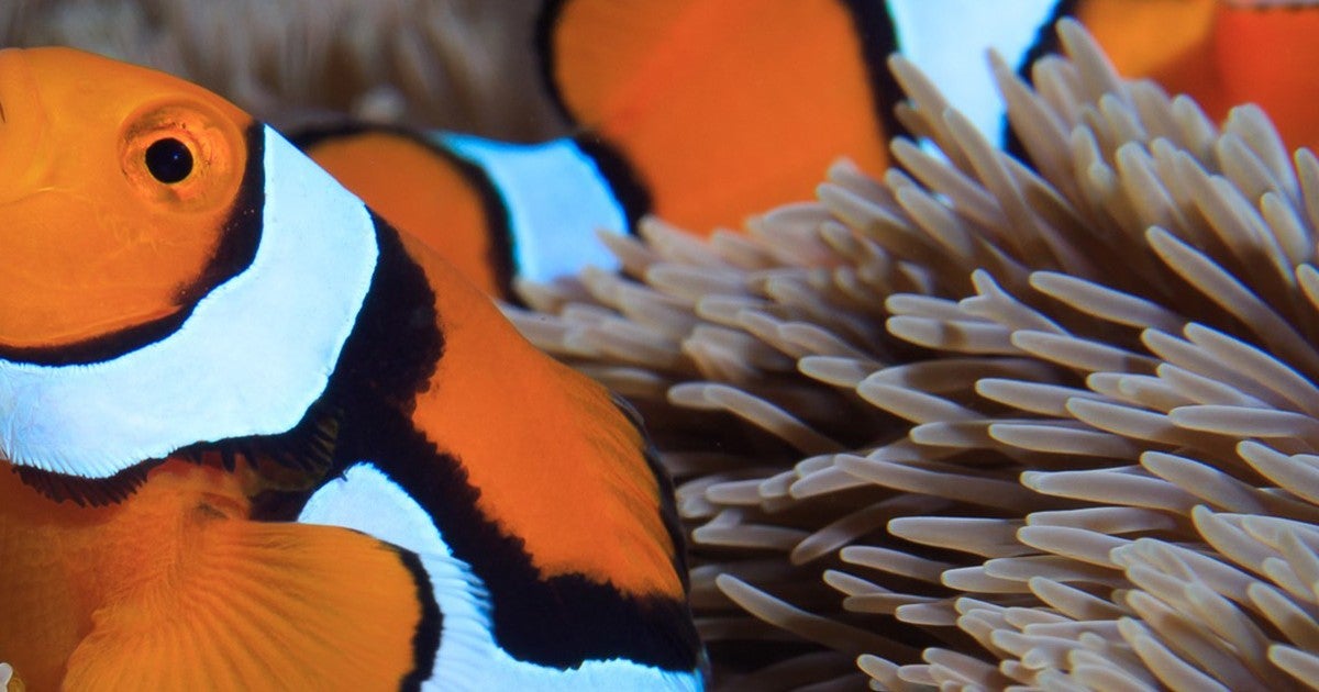 How do clownfish earn their stripes? | Mirage News