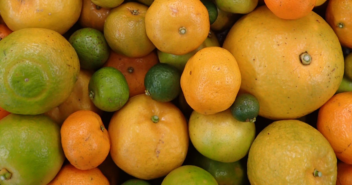 Juicy past of favorite Okinawan fruit revealed | Okinawa Institute of ...