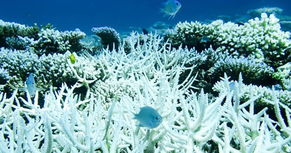 Hard to swallow: Coral cells seen engulfing algae for first time ...