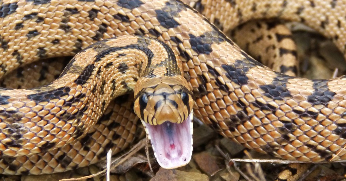 Venoms in snakes and salivary protein in mammals share common origin ...