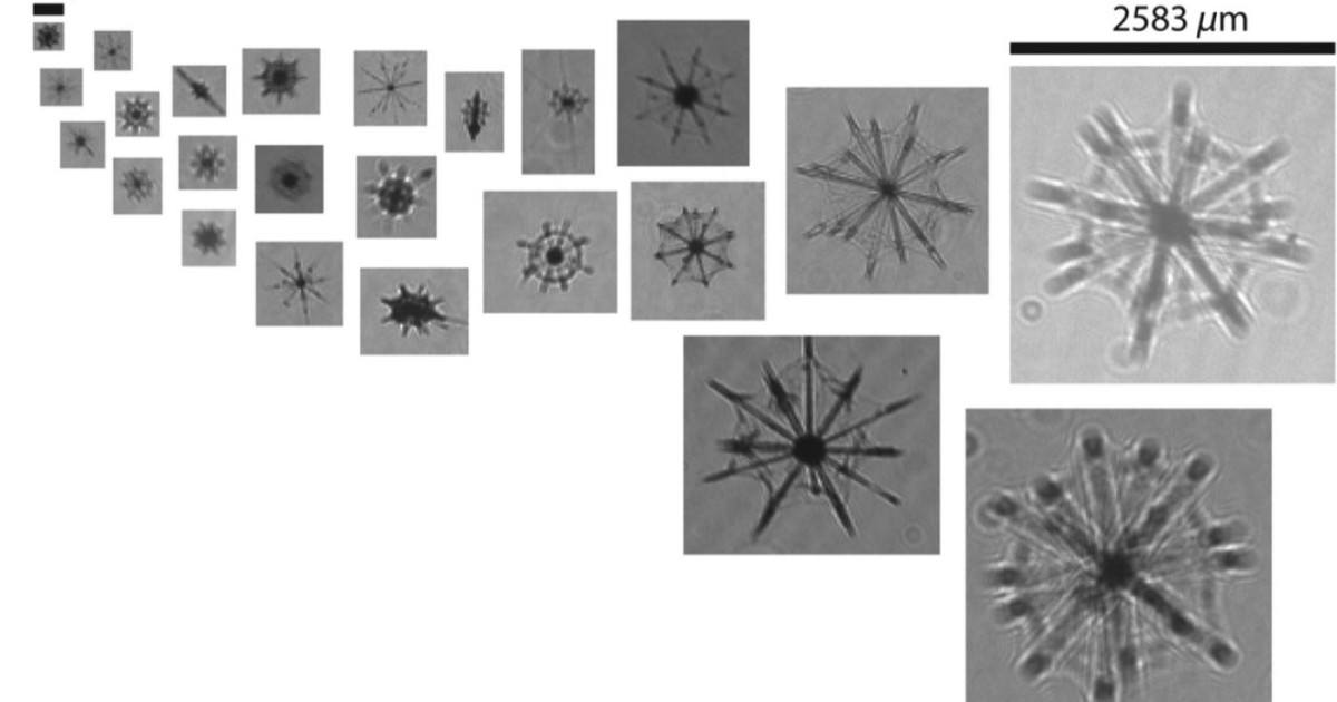 Plankton | Okinawa Institute of Science and Technology OIST