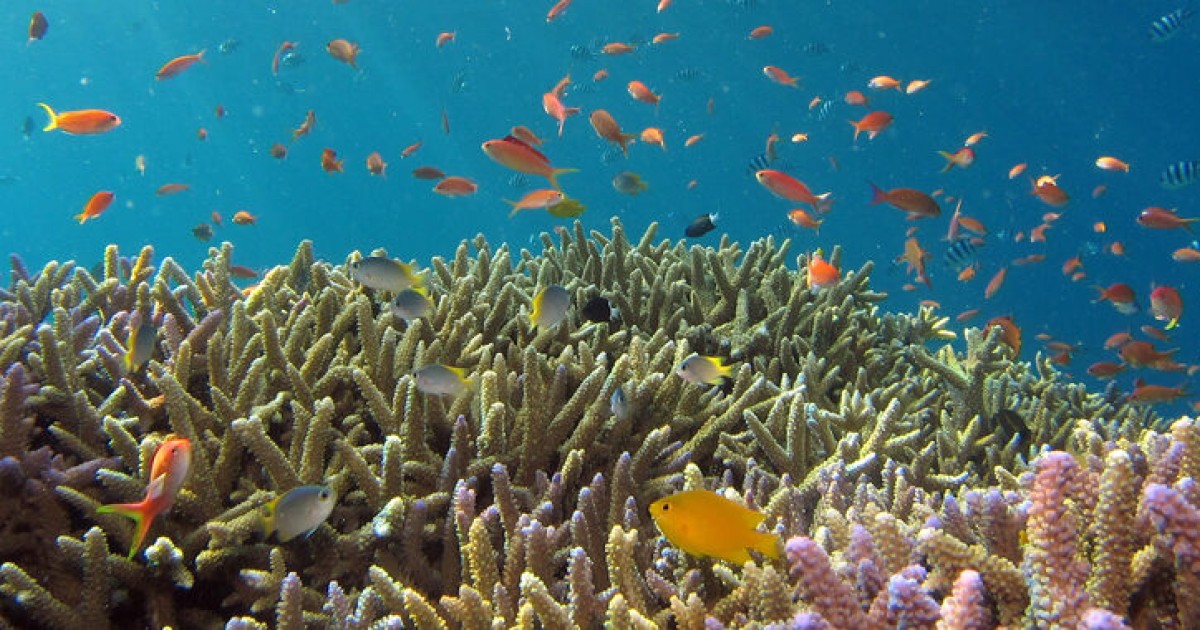 Oceans–and the impact of humans and climate change | Okinawa Institute ...