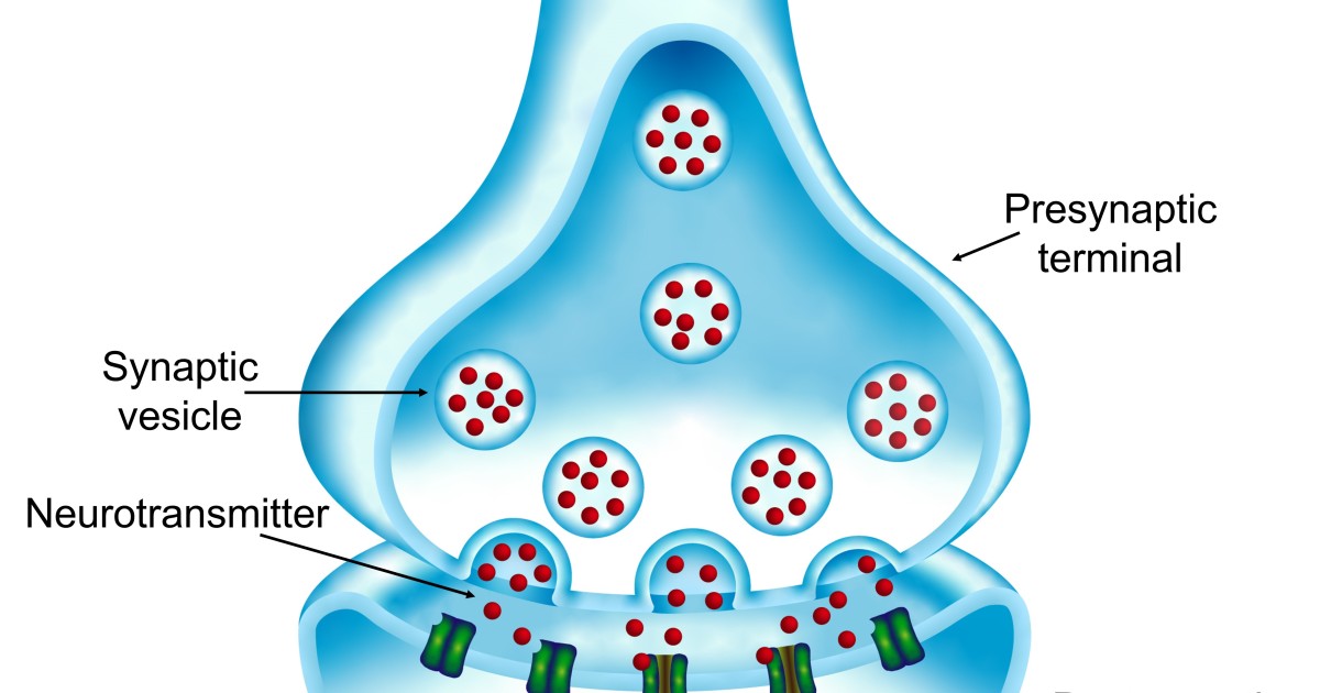 When an electrical signal arrives at the presynaptic terminal ...