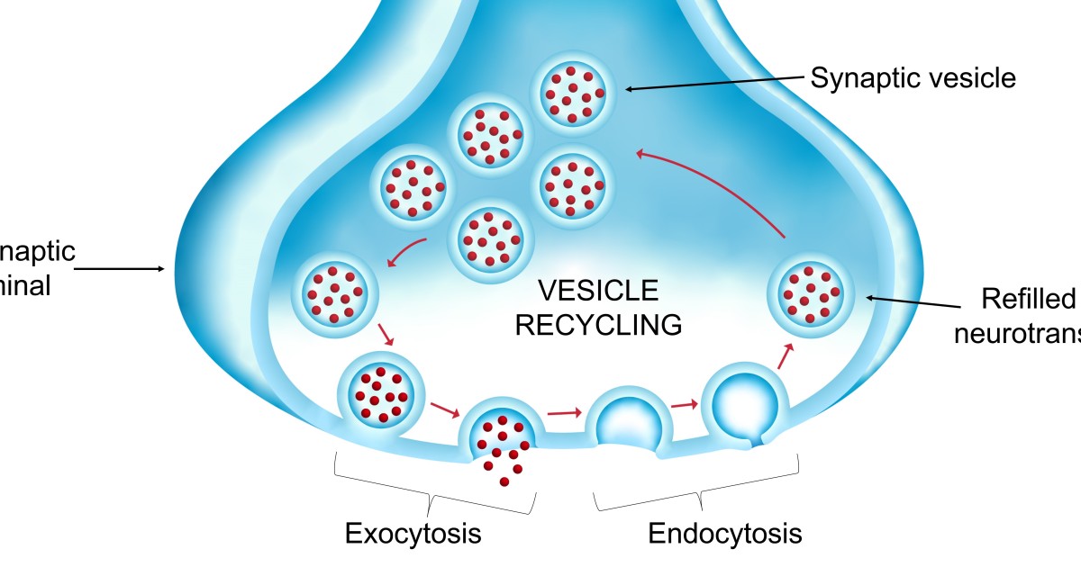 Exocytosis and endocytosis are key steps in vesicle recycling. Exocytosis increases the surface ...
