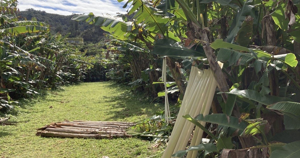 Fibers from the Itobasho banana plant are used to make bashofu fabric ...