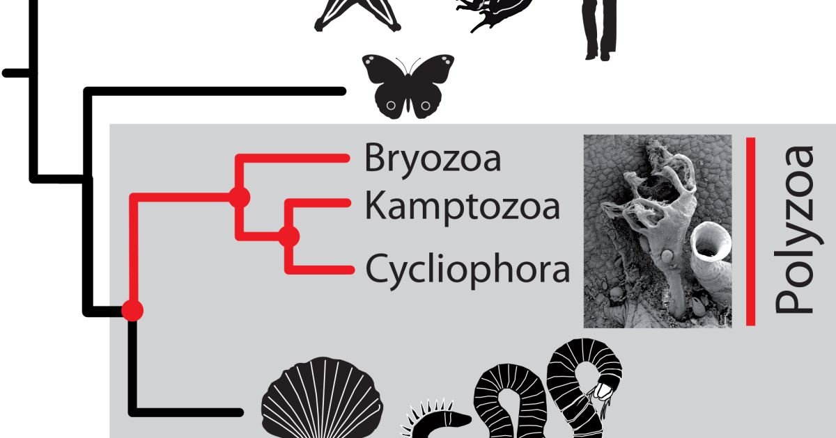 The evolutionary relationships of Kamptozoa and Bryozoa and their place ...