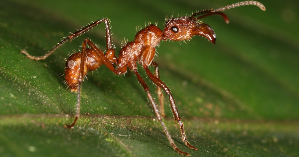 An ant (species: Ectatomma tuberculatum) photographed in Costa Rica ...