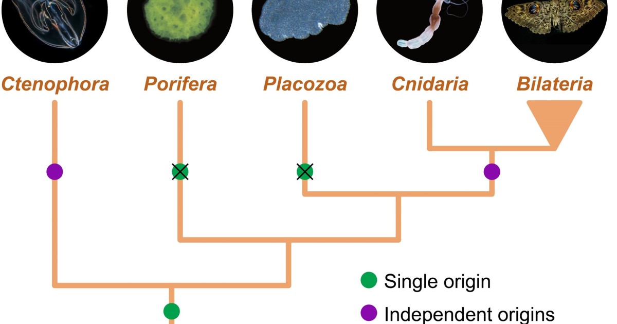 How neurons first evolved is a long-standing debate. Some scientists ...