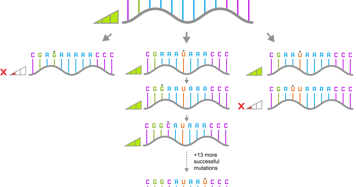Mutations must maintain a similar fitness level compared to the one ...