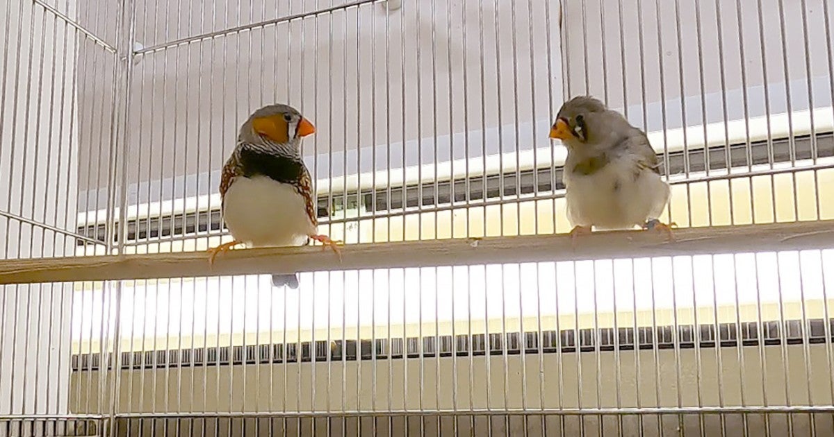 A juvenile zebra finch (right) learns songs from a tutor (left ...