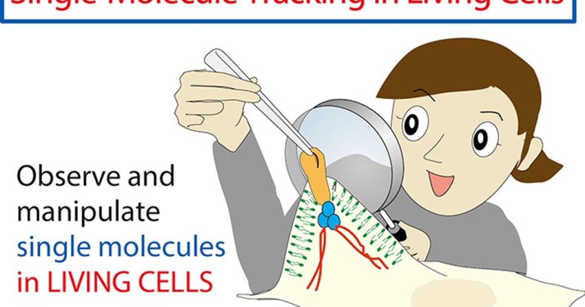 Single Molecule Tracking In Living Cells Okinawa Institute Of Science And Technology Oist