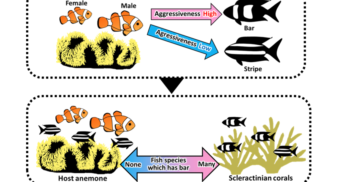 Anemonefish display aggression towards other fish vertical bar patterns ...