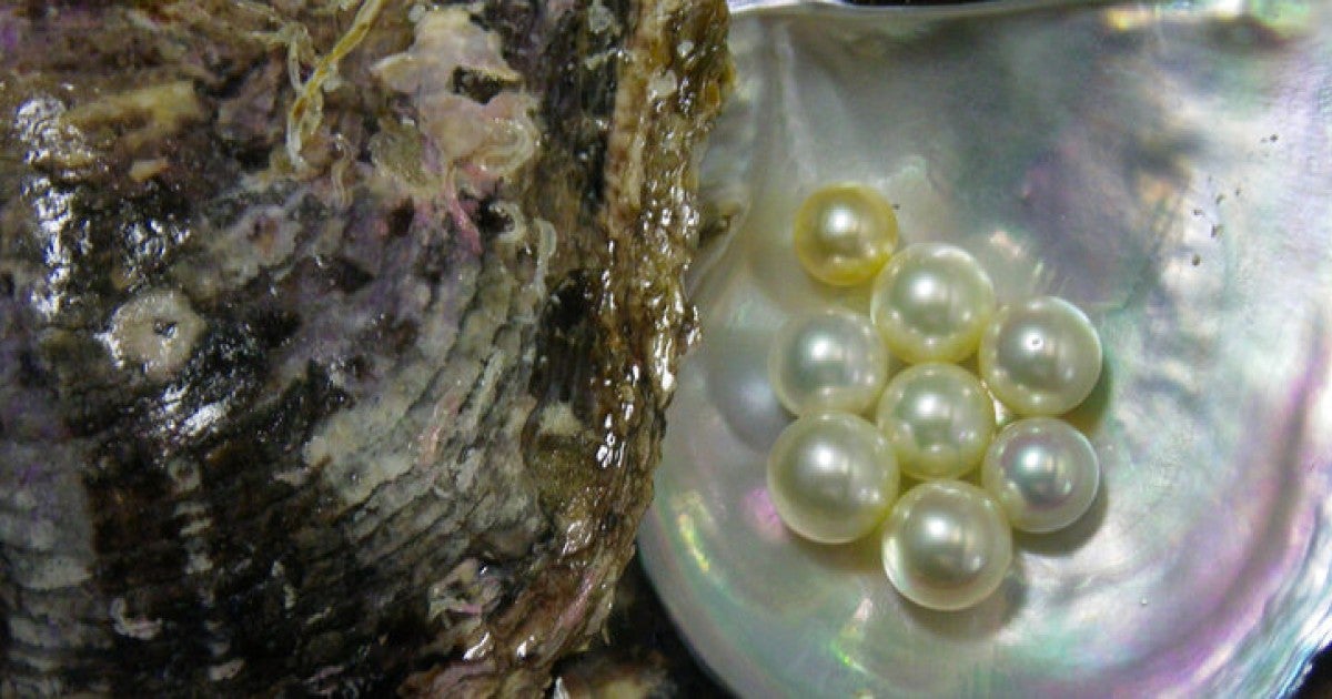 Molecular fingerprint behind beautiful pearls revealed | Okinawa ...