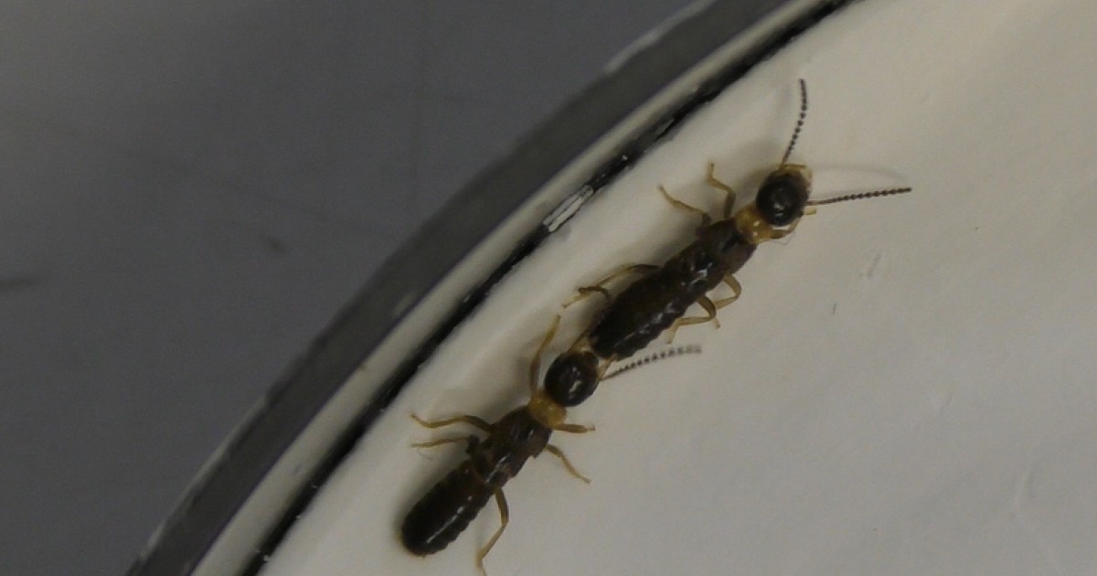 A female-male tandem run in Japanese termites | Okinawa Institute of ...