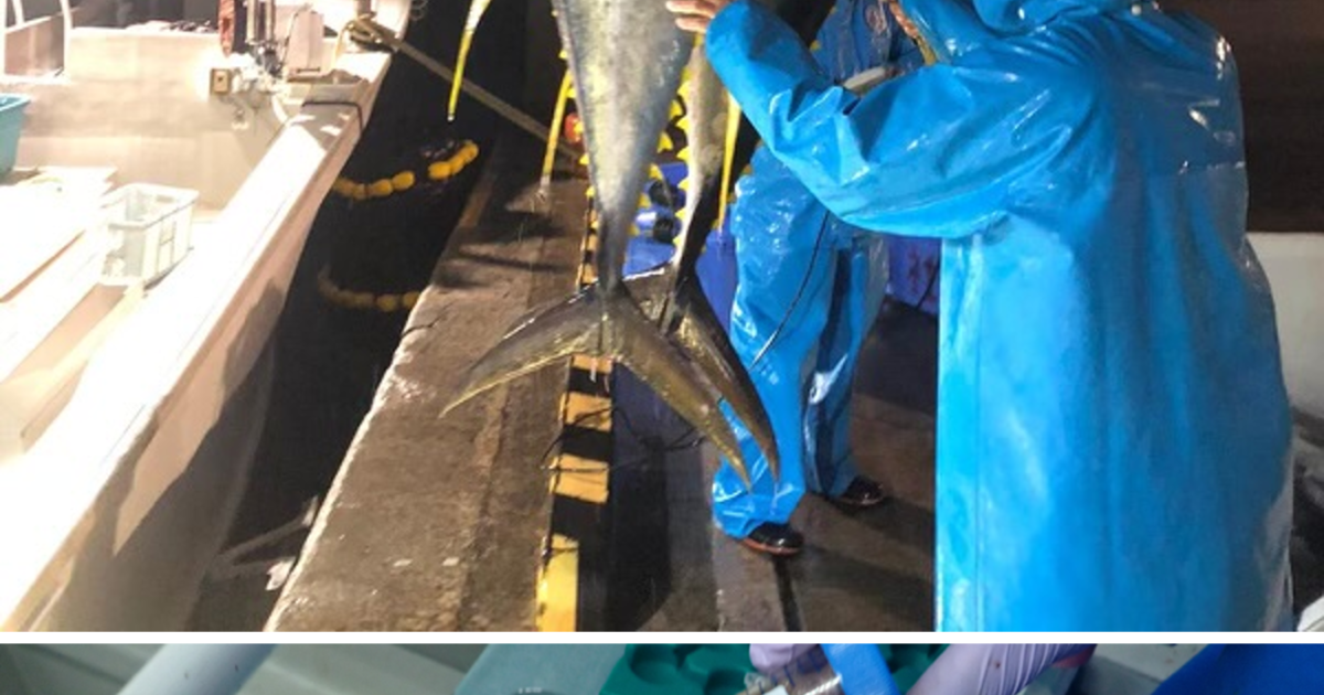 Sampling tuna for microplastics fieldwork | Okinawa Institute of ...