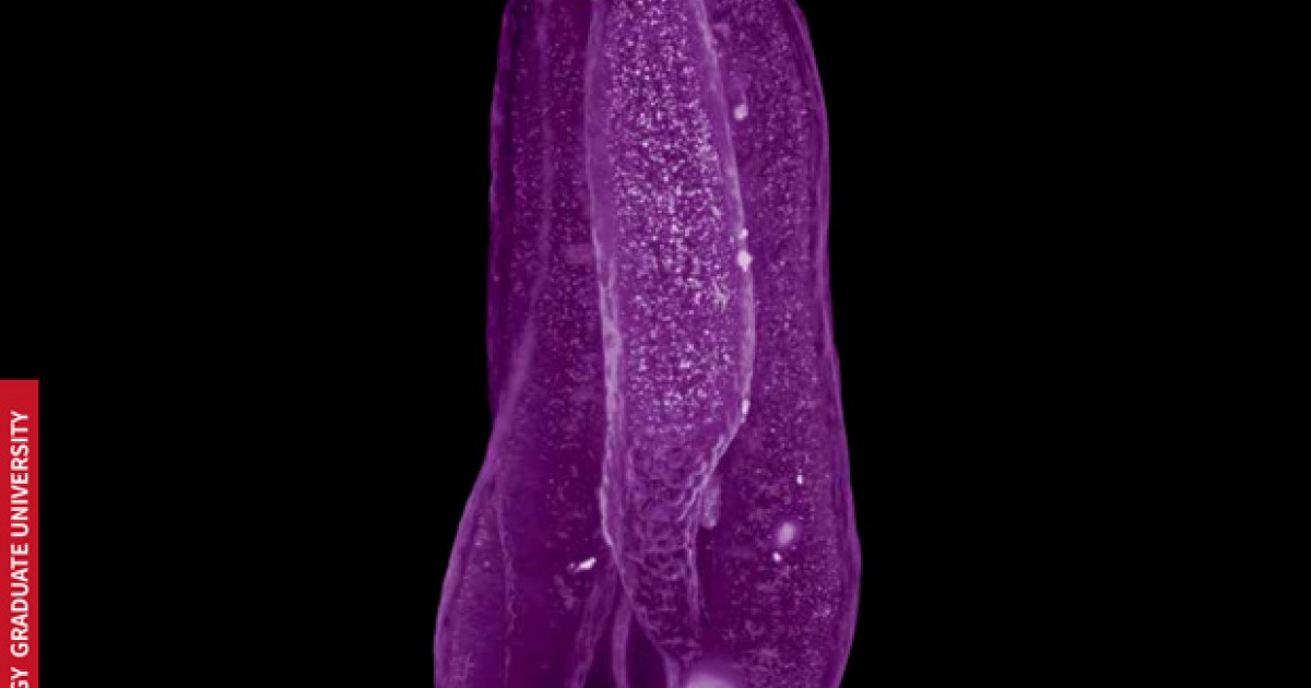 Images-of-science-pamphlet-cover | Okinawa Institute of Science and ...