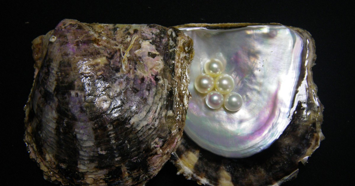 Pearls within a pearl oyster shell | Okinawa Institute of Science and ...