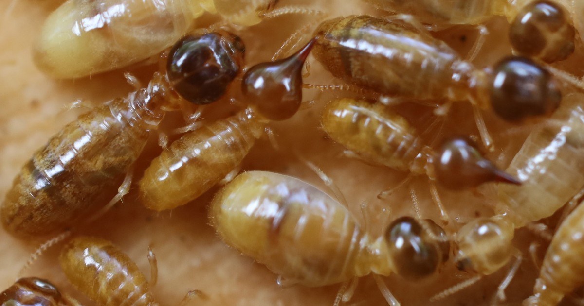 New study overturns popular theory on evolution of termite size ...