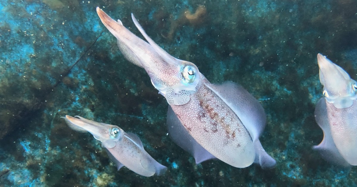 Squid recorded color-matching substrate for the first time | Okinawa ...
