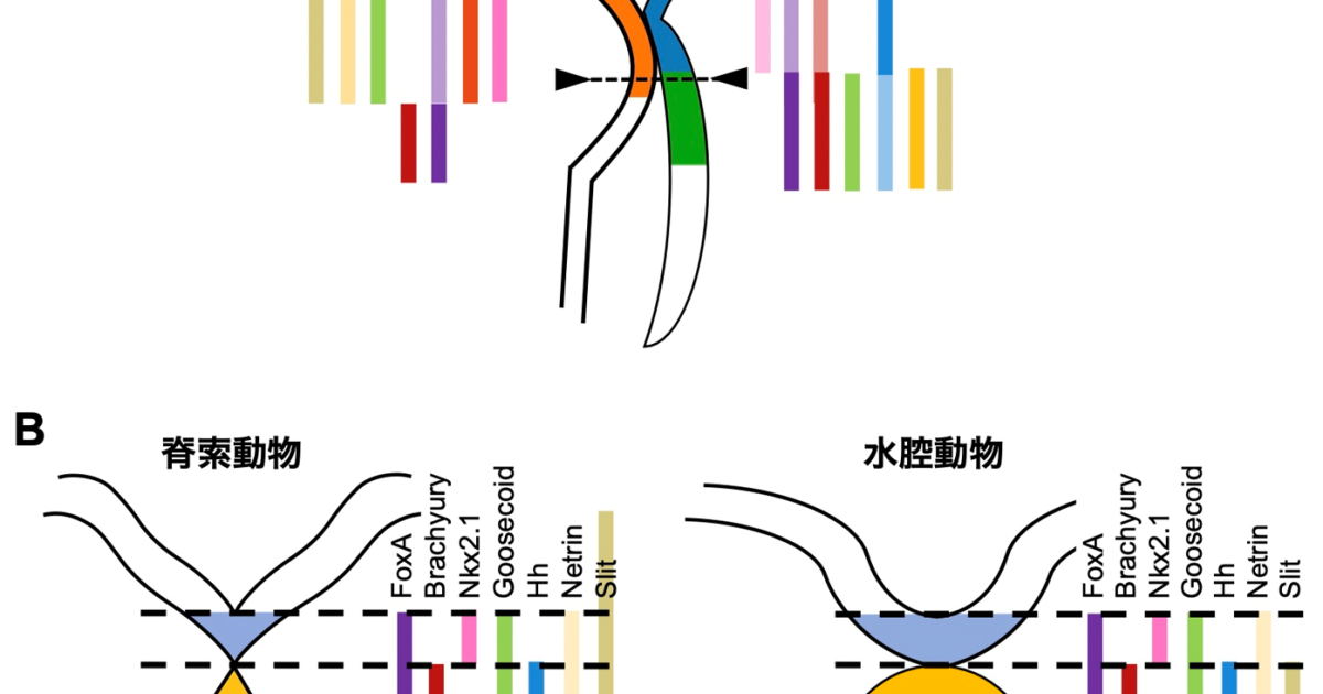相同遺伝子 | Okinawa Institute of Science and Technology OIST