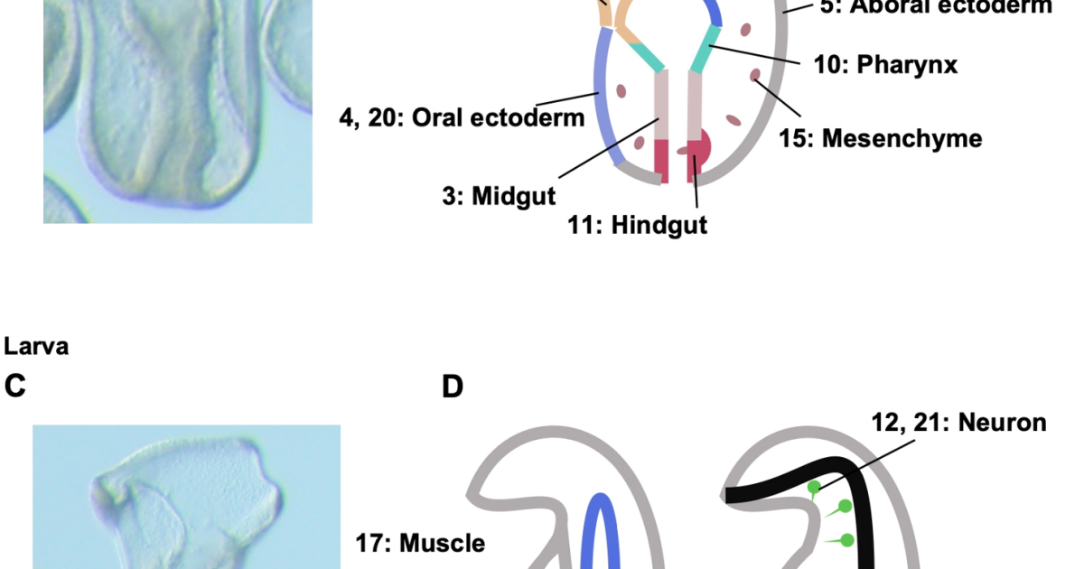 Schematic drawing of cell clusters that comprise germ layers, organs ...