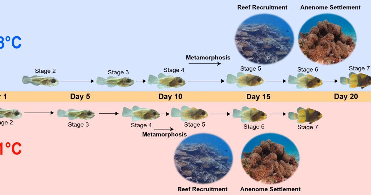 In Hot Water, Clownfish Grow Up Quick | Okinawa Institute of Science ...