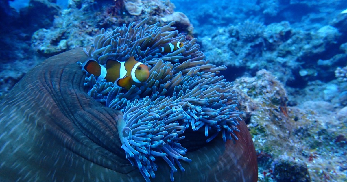 In hot water: Ocean warming impacts growth, metabolic rate and gene ...