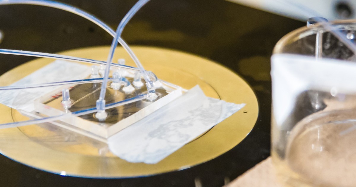 Seaweed Capsules May Lead to an Injection-Free Life for Diabetic ...