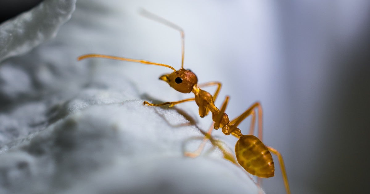 Training on Ant for High School Students in Miyako Island | Okinawa ...