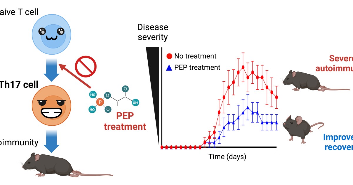 Diagram showing the results of mice that were treated with PEP ...