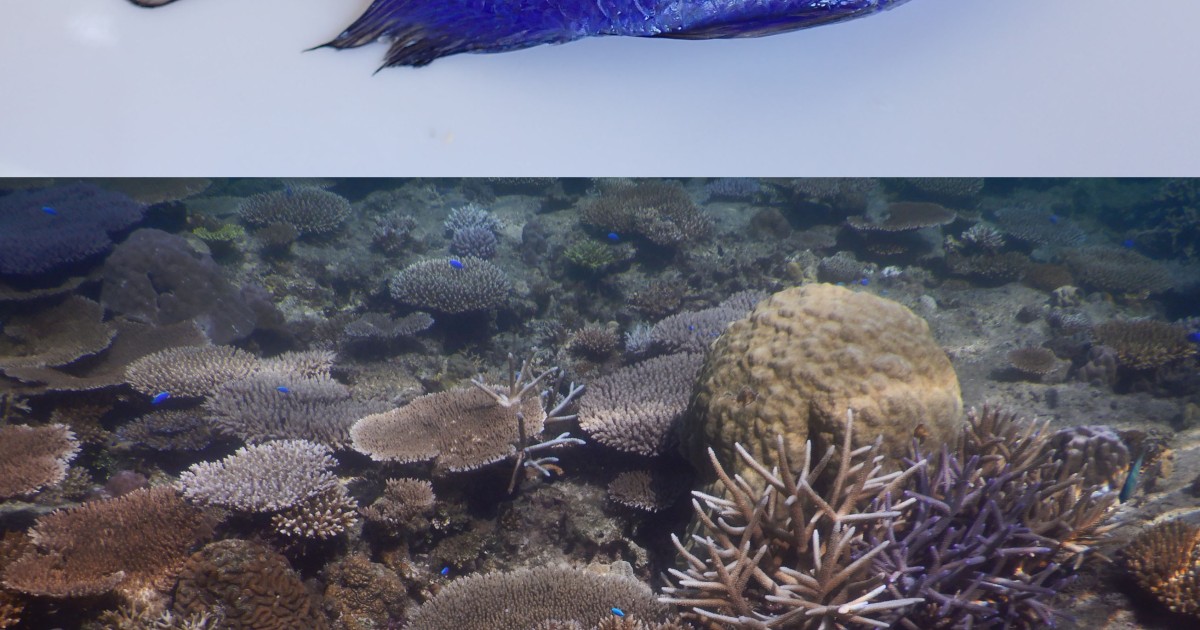 The blue damselfish, Chrysiptera cyanea | Okinawa Institute of Science ...