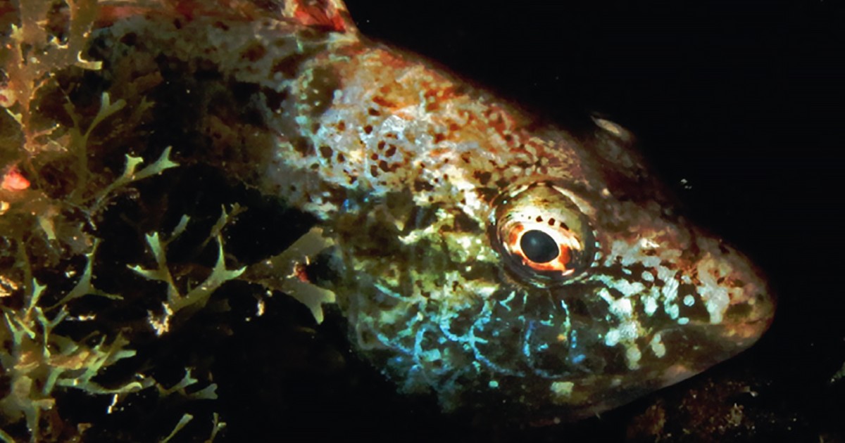Bigger Eyes but Reduced Brain Power in Nocturnal Fishes | Okinawa ...