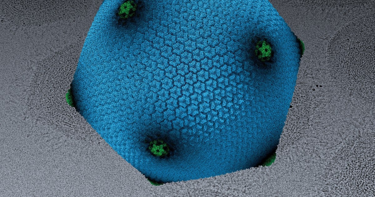 IS23-Cryo-EM Reconstruction of Wiseana Iridovirus | Okinawa Institute ...