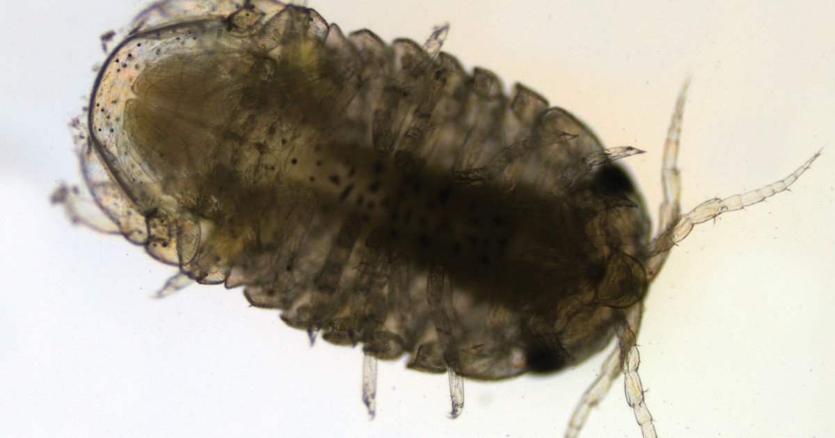 IS23-Marine Isopod | Okinawa Institute of Science and Technology OIST