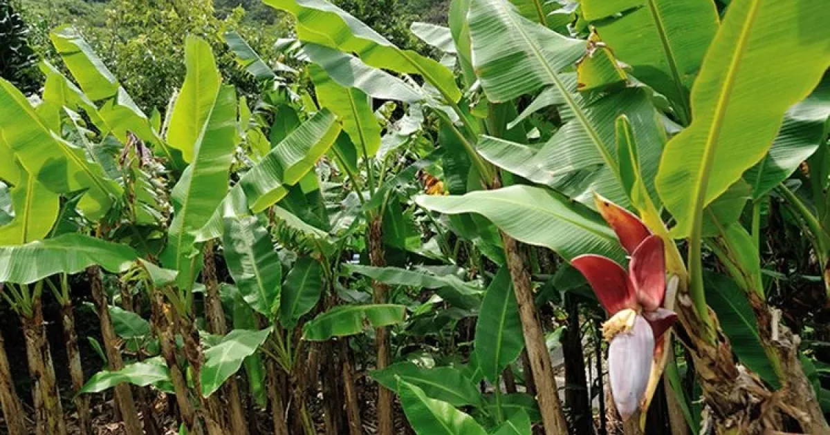 Column: To Save Okinawa's Bashofu - Scientists Move Forward to a ...