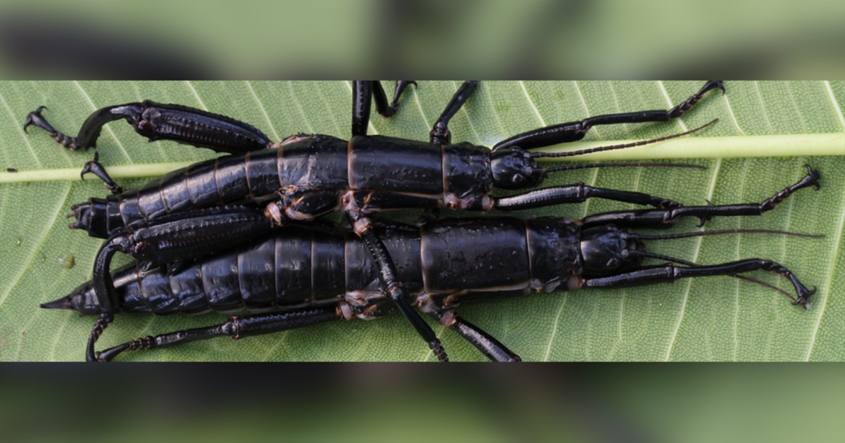 The Lord Howe Island Stick Insect Lives: A Story of Survival | Okinawa ...