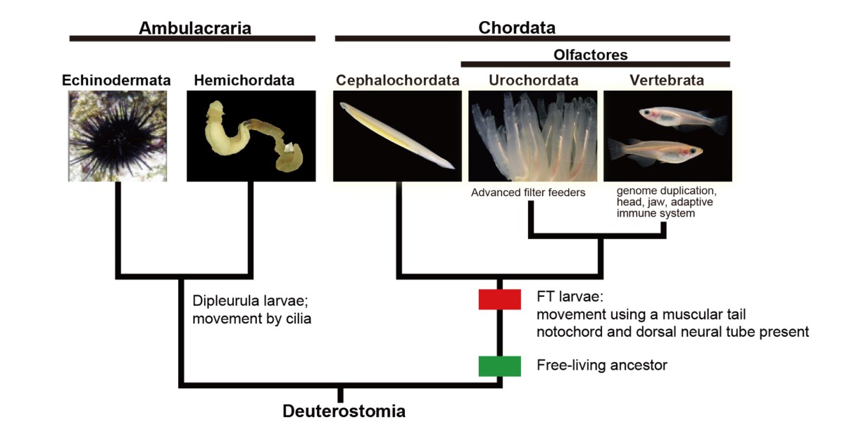 Phylogenetic Tree Of Chordates