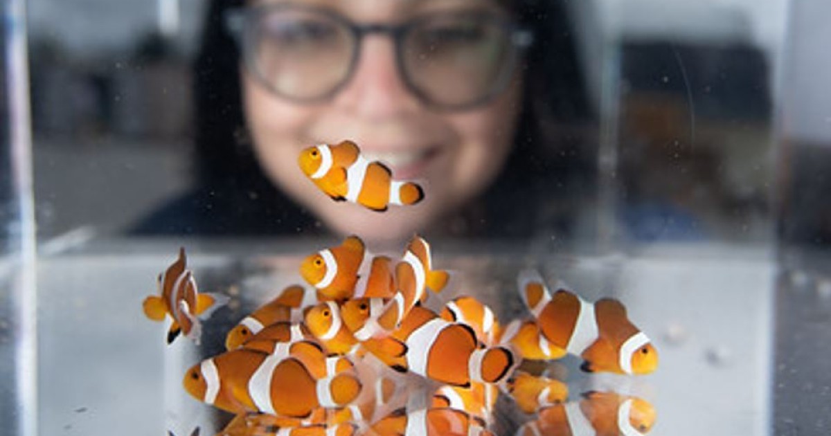 Poissons-clowns : leur évolution s’expliquerait aussi par leurs muscles ...