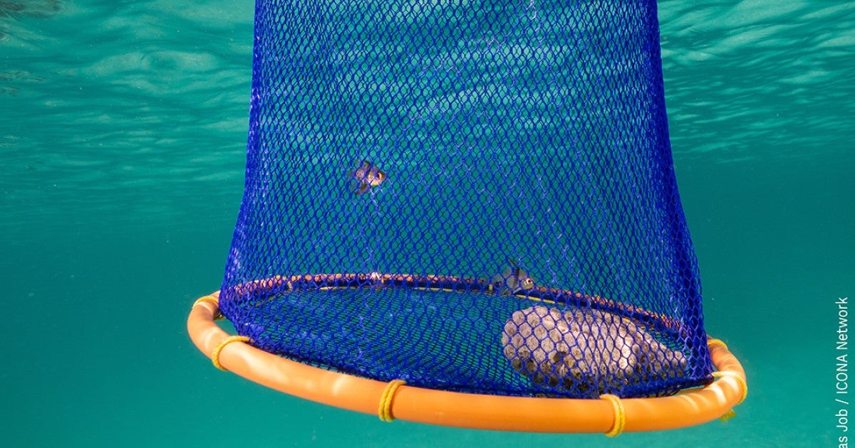 Fish were kept in underwater cages and recorded using cameras to check ...