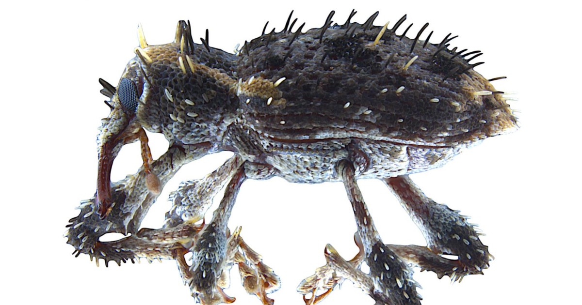 Japan’s subtropical forests home to a newly discovered beetle species ...