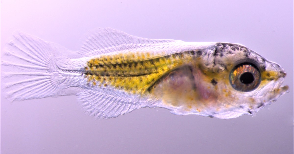 Clownfish larvae at 6 days post hatching measuring 4 mm | Okinawa ...