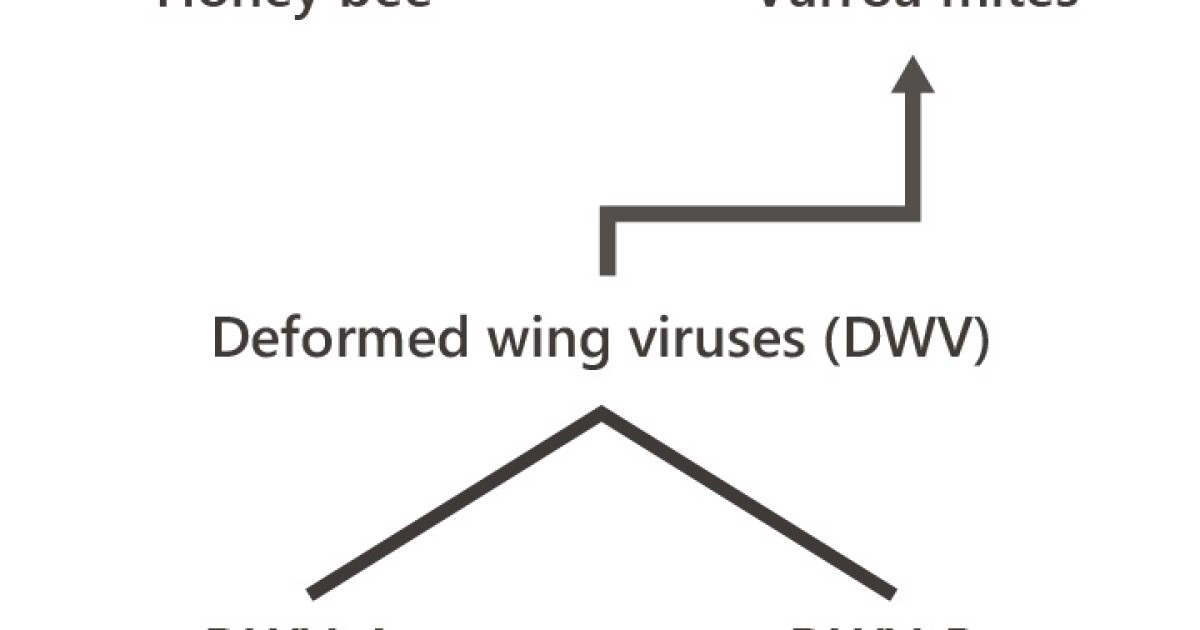 Deformed wing viruses are transmitted to bees by parasitic Varroa mites ...