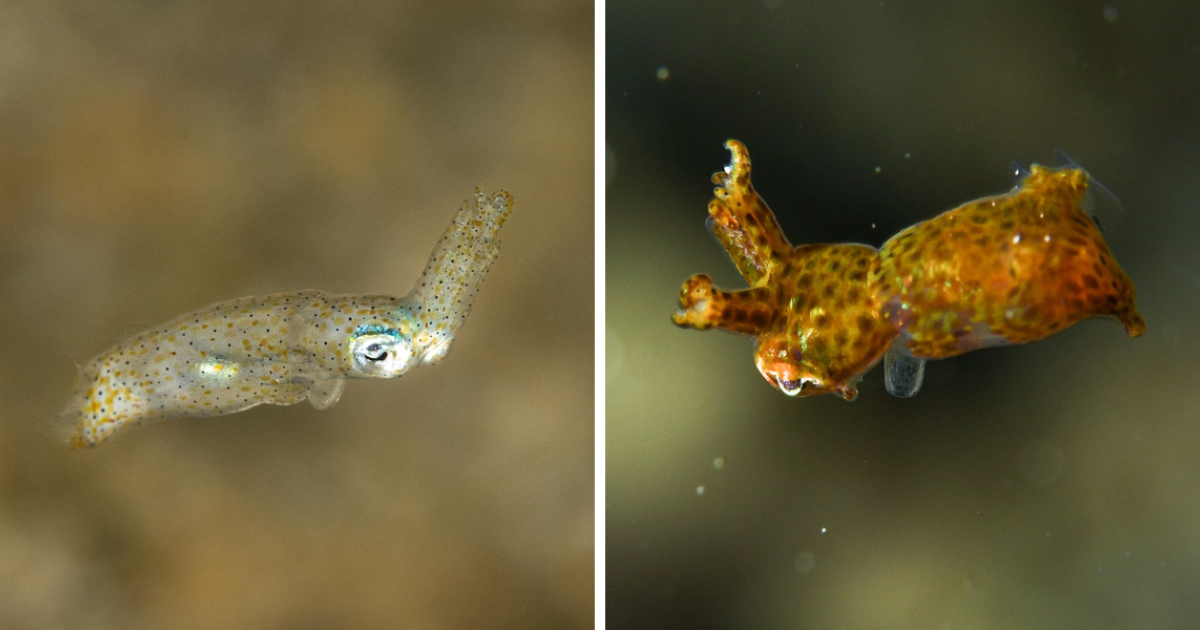 Japan's Corals Host Newly Discovered Pygmy Squids | Mirage News