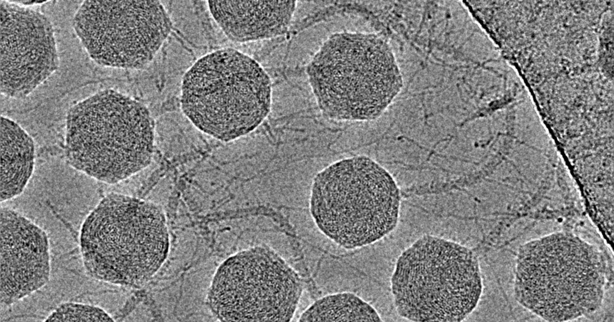Molecular Structure of Complex Bacteriophage Unveiled by Scientists ...