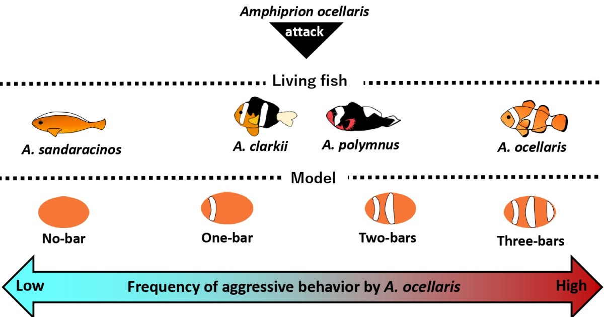 Figure showing that the frequency of aggressive behavior displayed ...