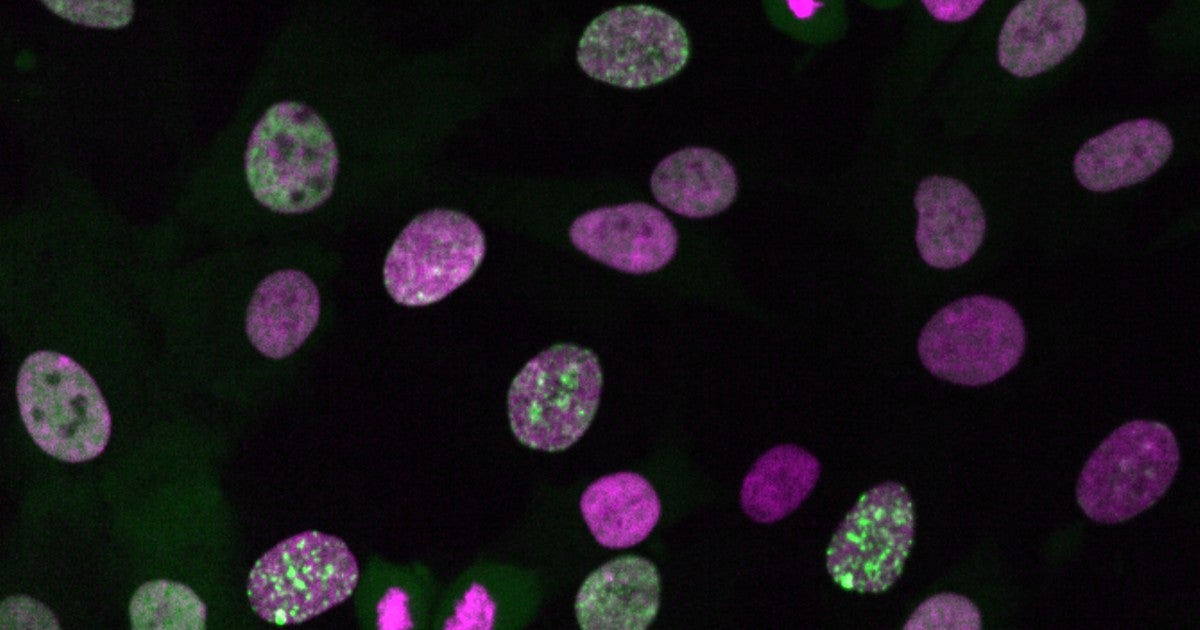 Dividing Cells | Okinawa Institute of Science and Technology OIST