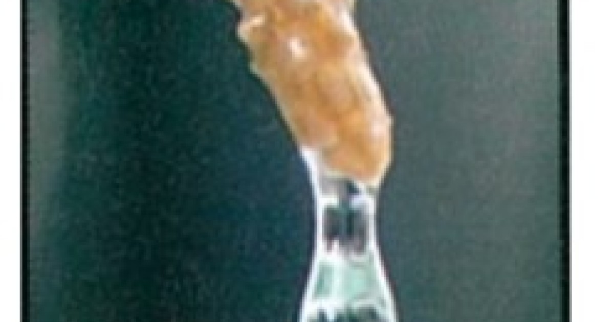 Corals produce a protective mucus layer that shields their tissues from ...