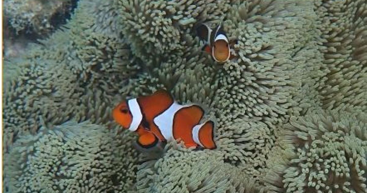‘Nemo’ clownfish drive away species with same stripes, study suggests ...