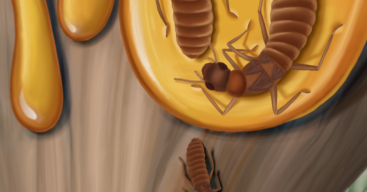 From mating to fossilization (artist’s impression) | Okinawa Institute ...