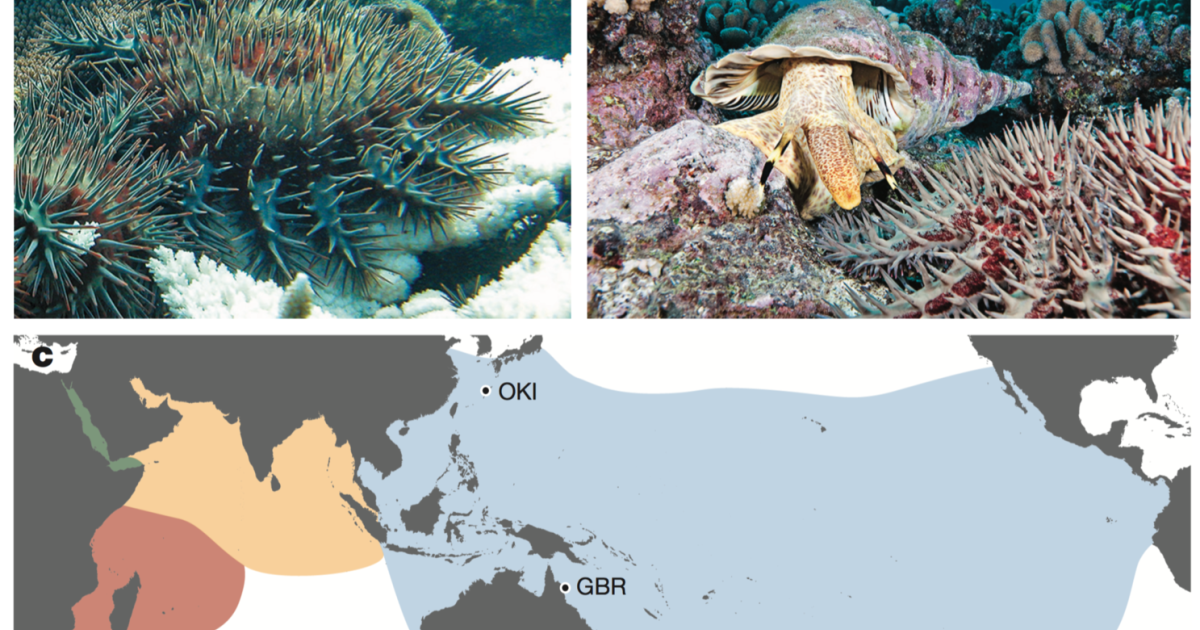 mgu Research (2)e The Crown-of-Thorns starfish (COTS) genome | Okinawa ...